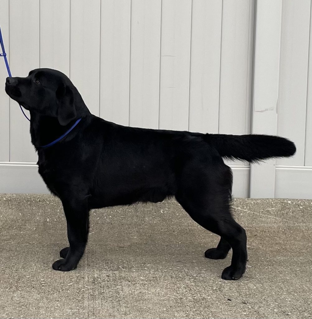Labrador Boys - Shannon Valley Labradors & Cavaliers