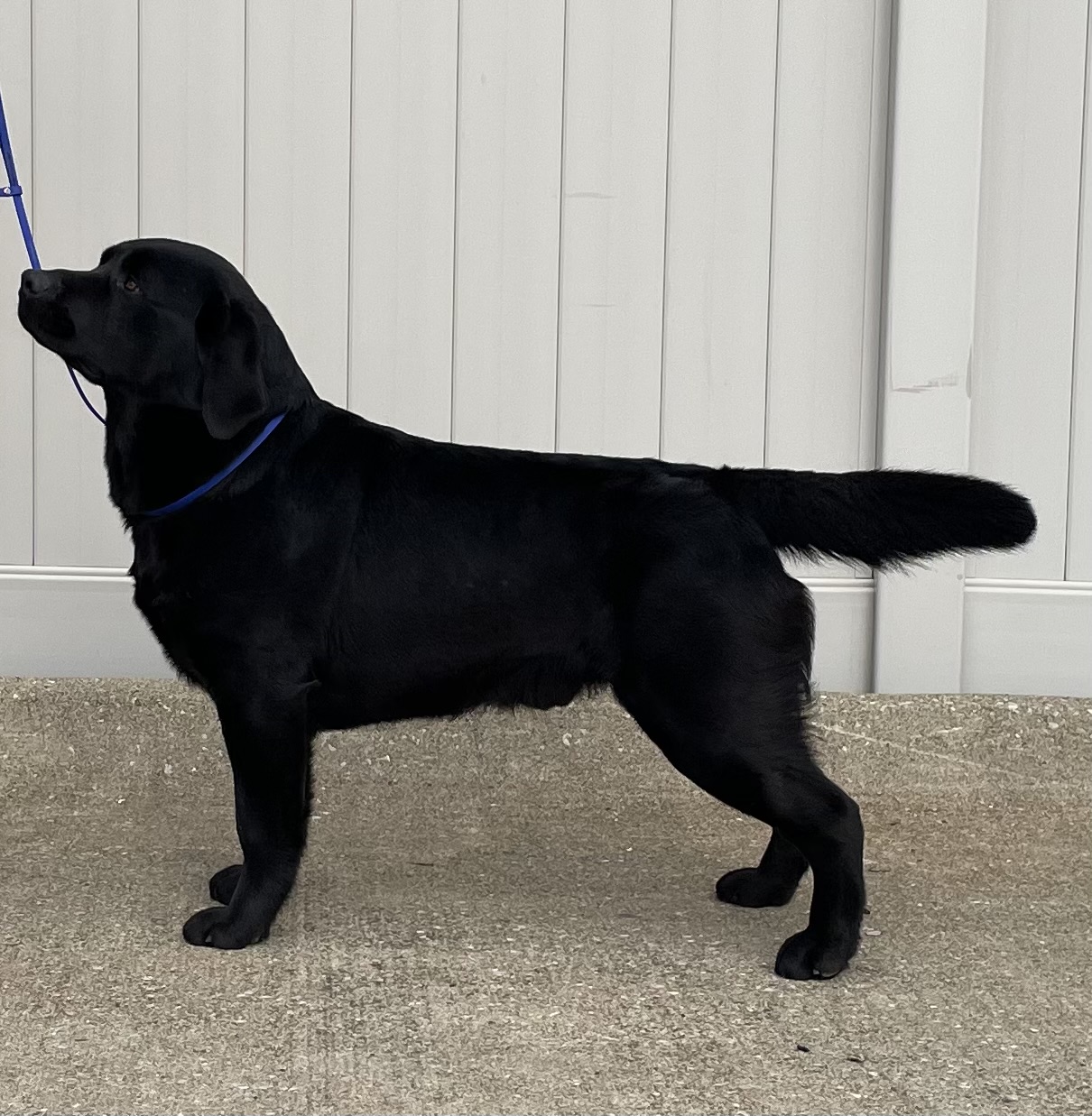 Labrador Boys - Shannon Valley Labradors & Cavaliers