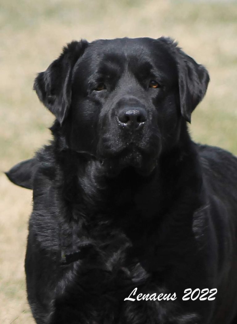 Labrador Boys - Shannon Valley Labradors & Cavaliers
