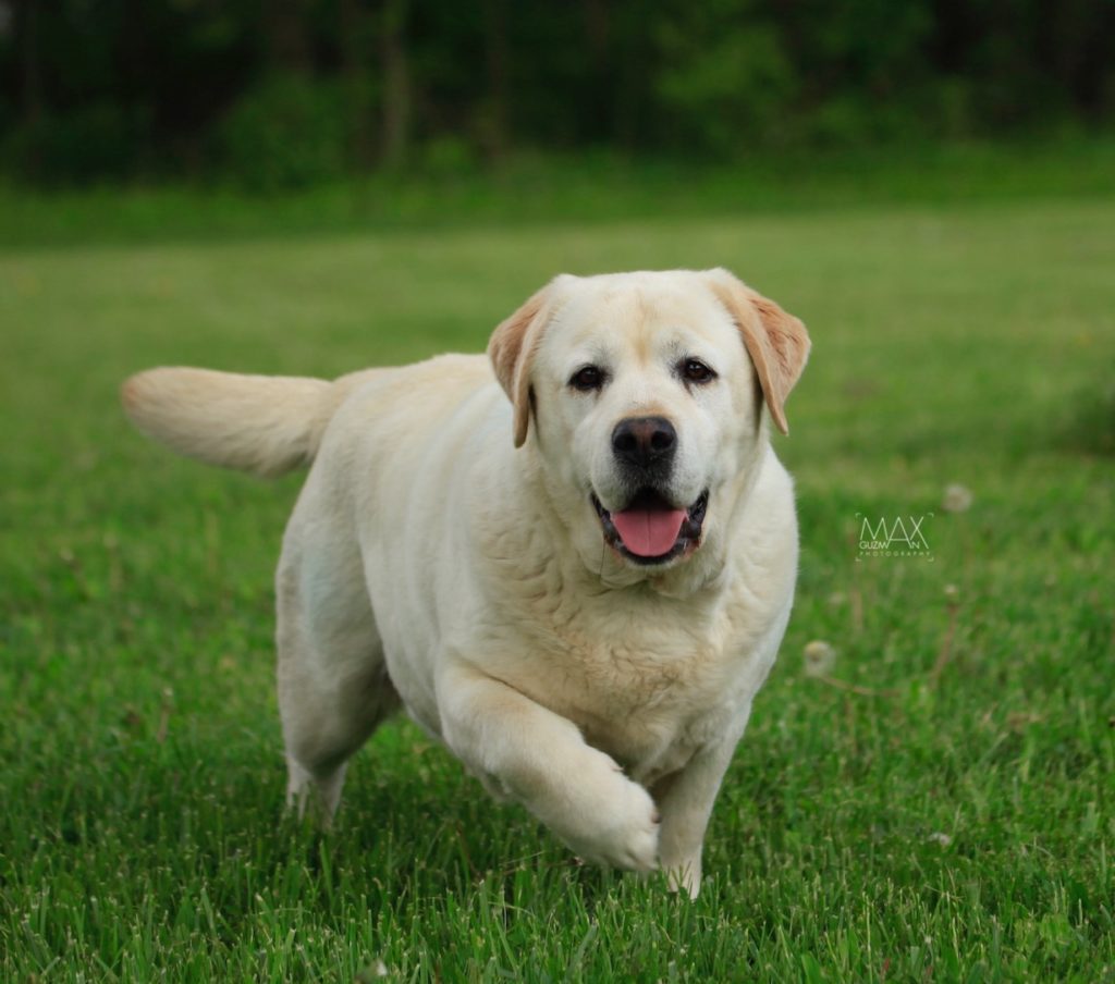 Home - Shannon Valley Labradors & Cavaliers