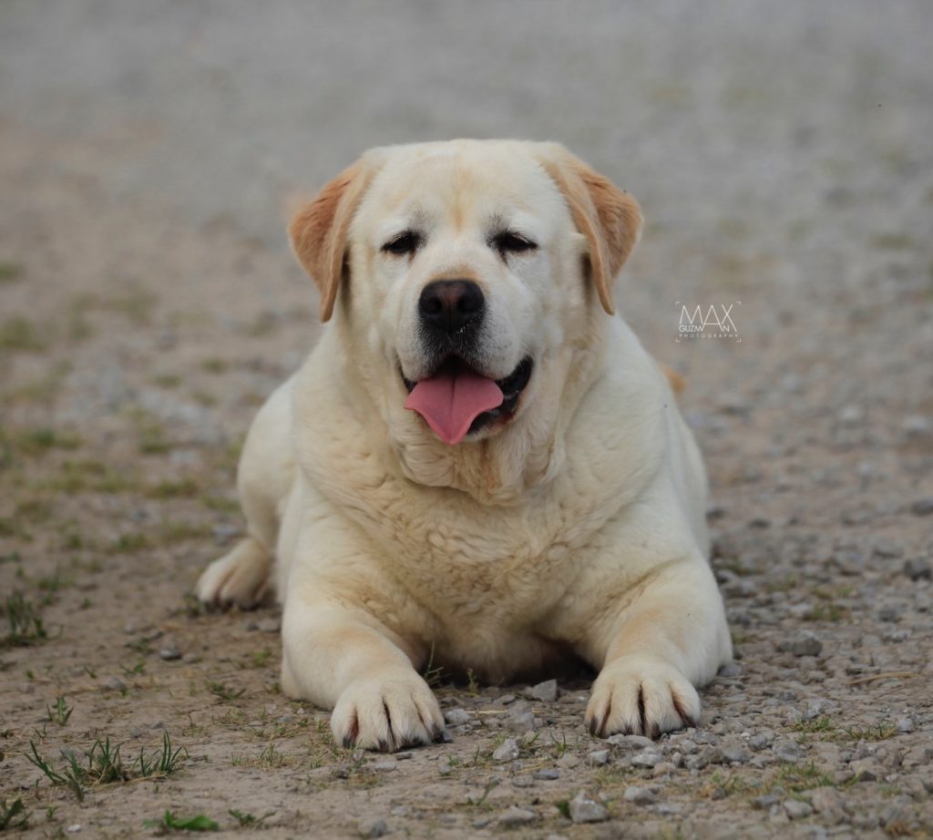 Home - Shannon Valley Labradors & Cavaliers