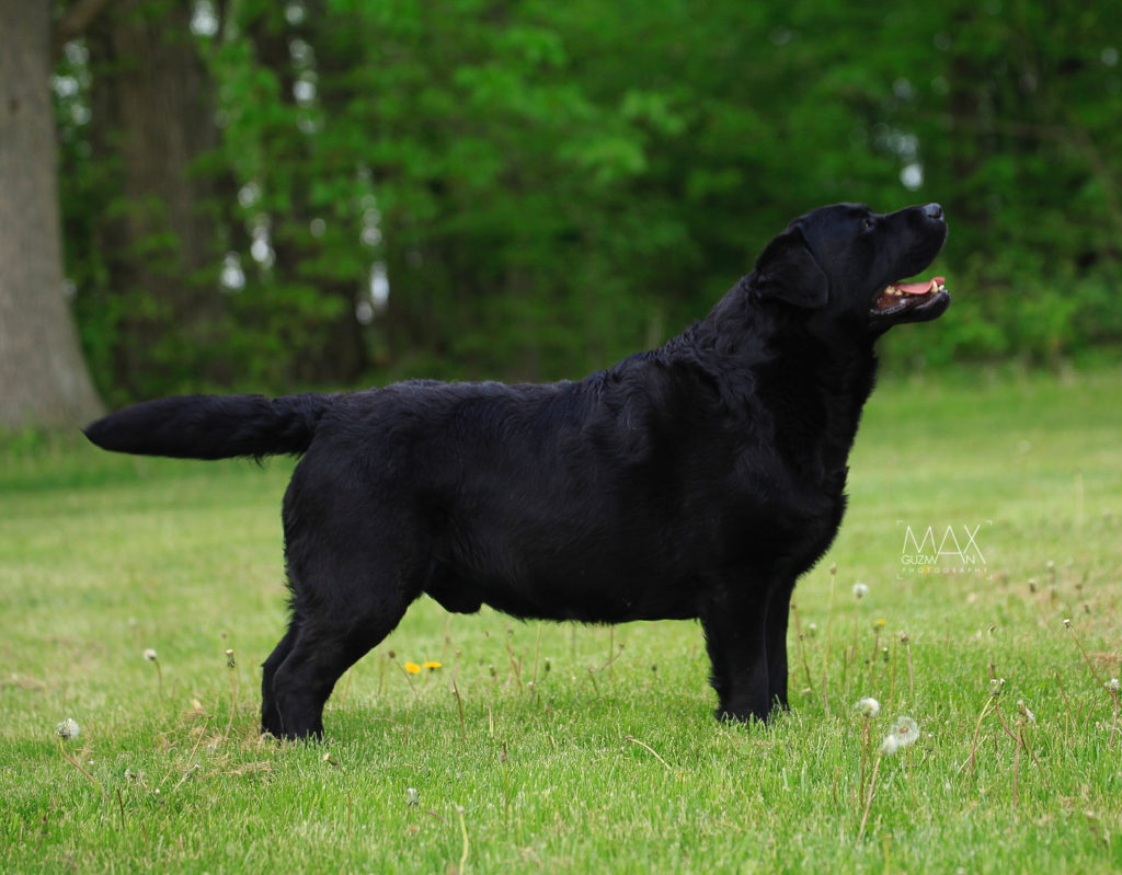 Labrador Boys - Shannon Valley Labradors & Cavaliers