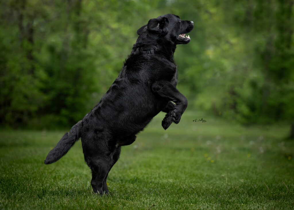 Labrador Boys - Shannon Valley Labradors & Cavaliers