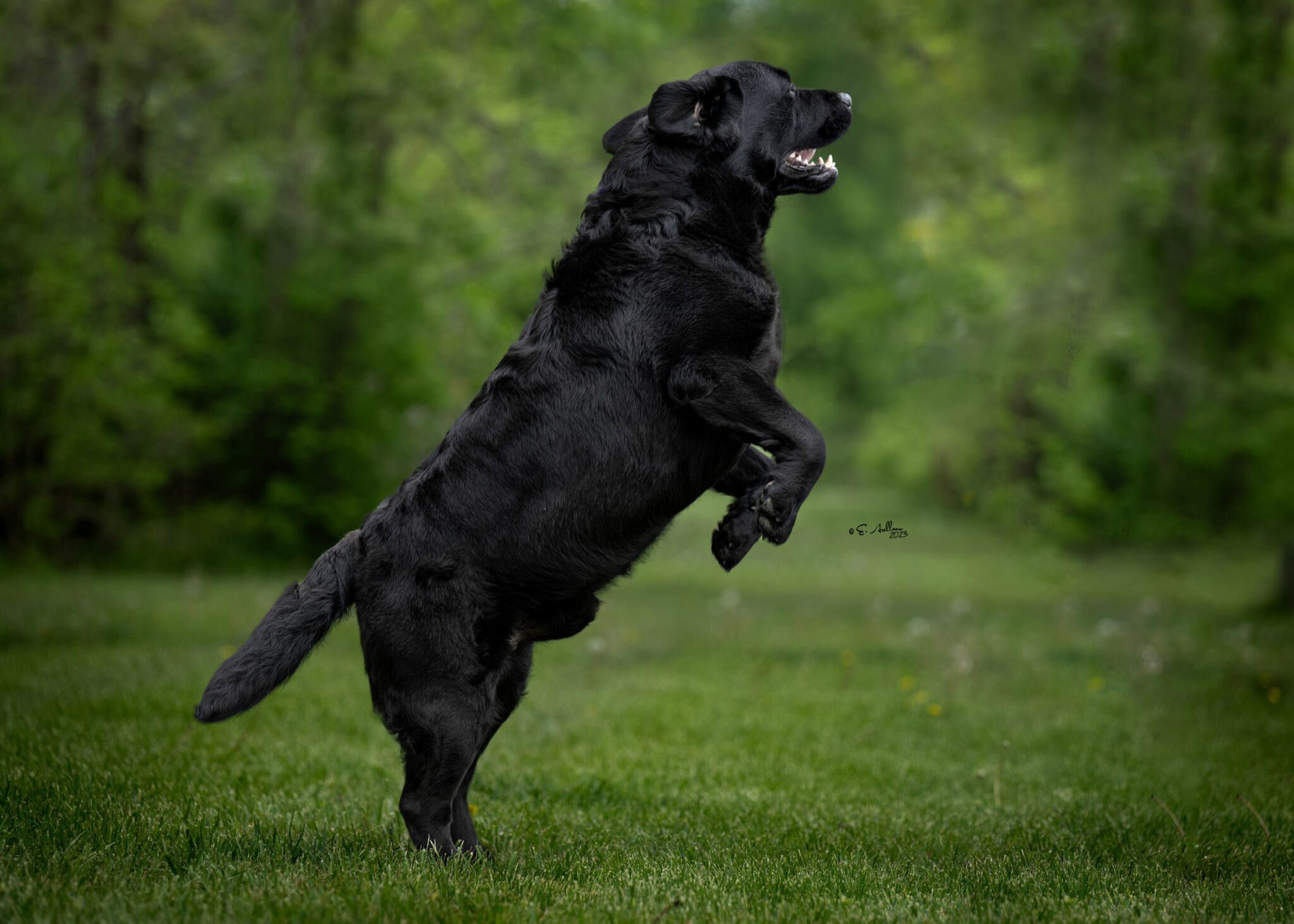Labrador Boys - Shannon Valley Labradors & Cavaliers