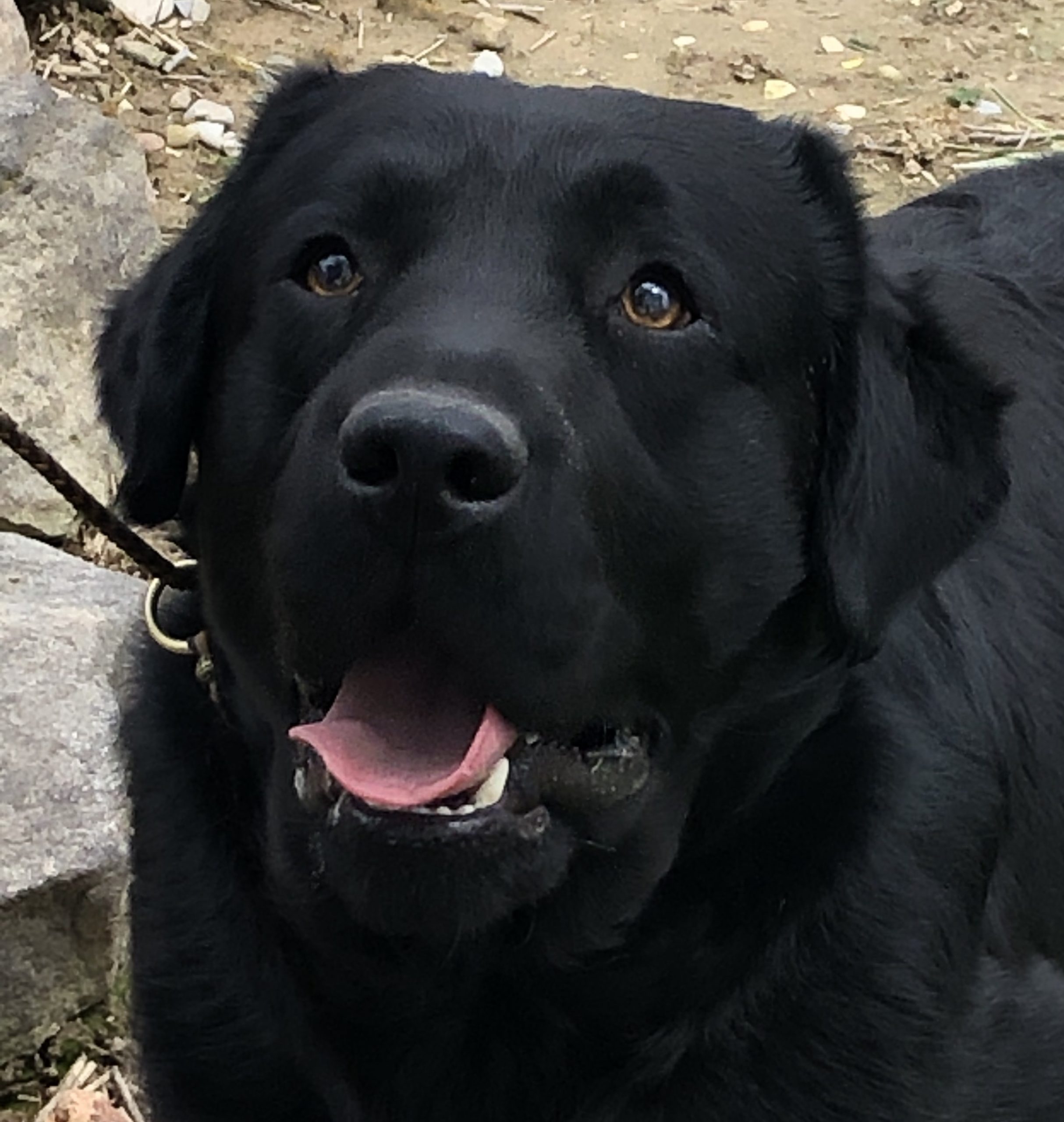 Labrador Boys - Shannon Valley Labradors & Cavaliers