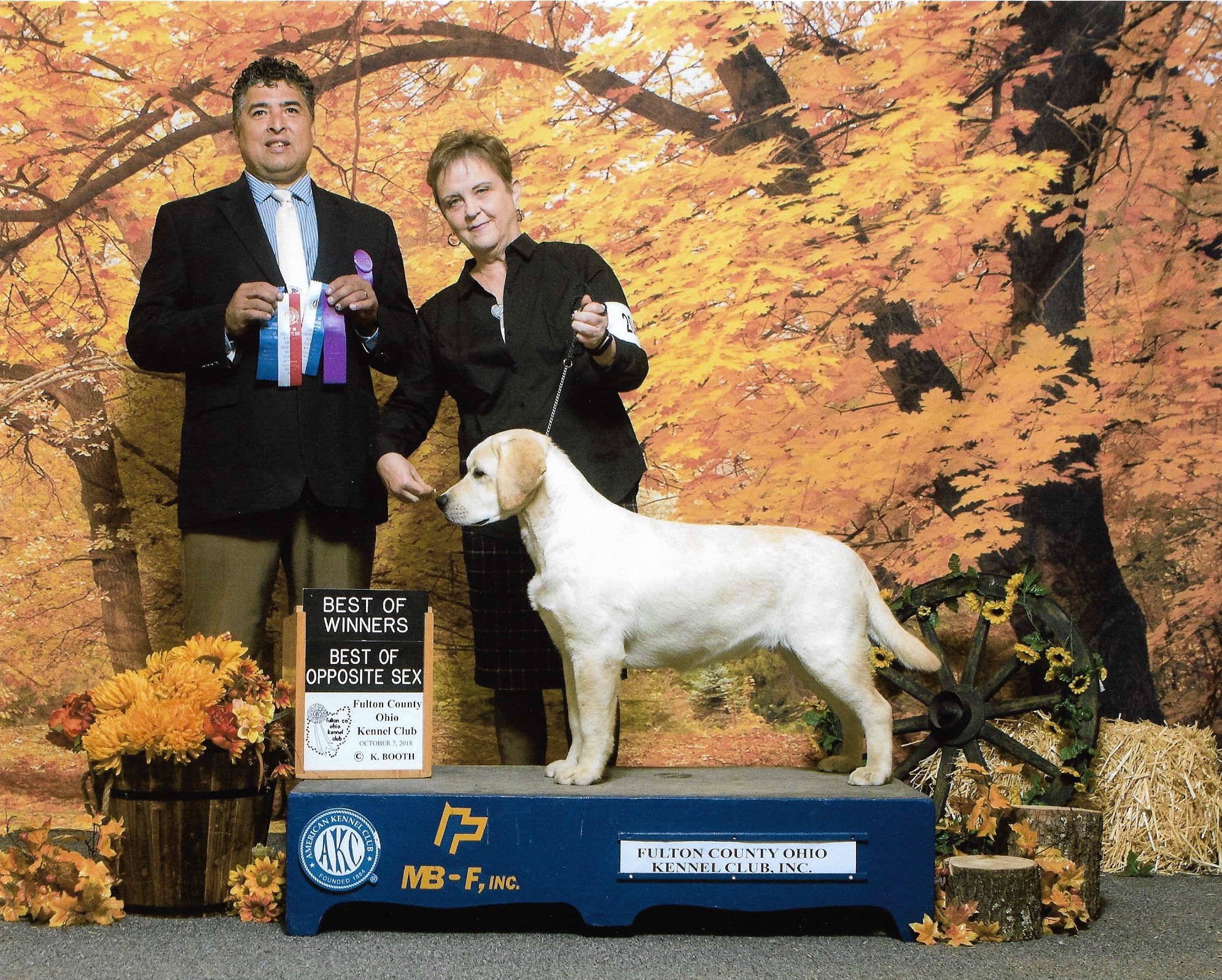 Emma Peel 1 - Shannon Valley Labradors & Cavaliers