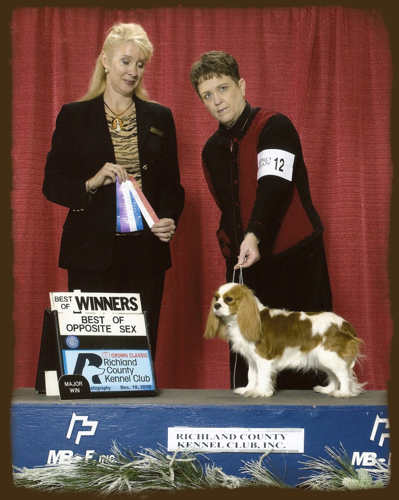 Beginnings to Now - Shannon Valley Labradors & Cavaliers